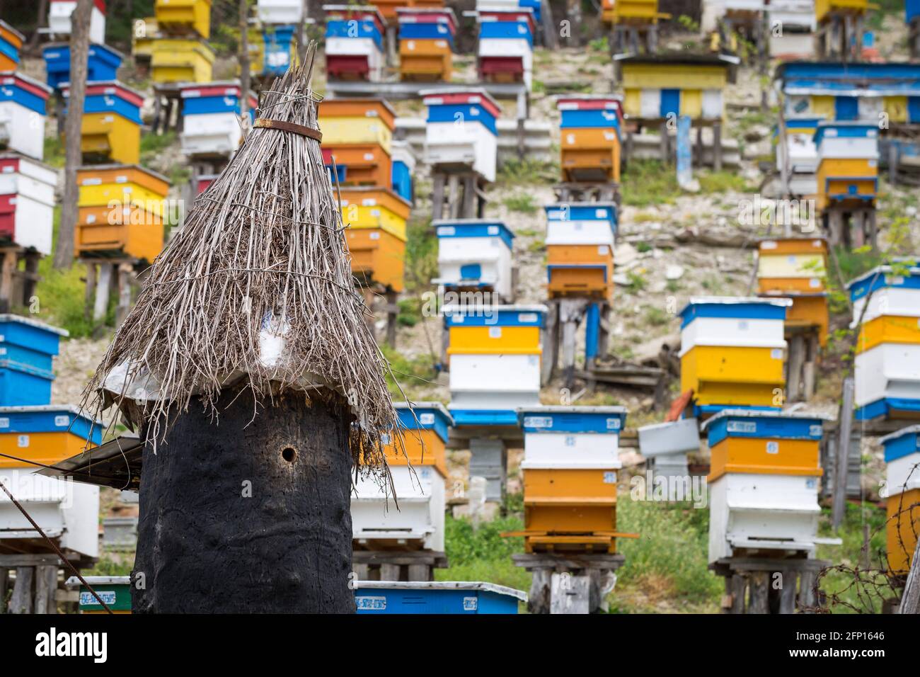 Large apiary in an ecologically clean environment in nature with a ...