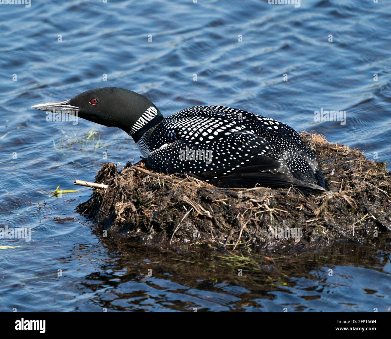 Loon nesting on its nest with marsh grasses, mud and water by the lake ...