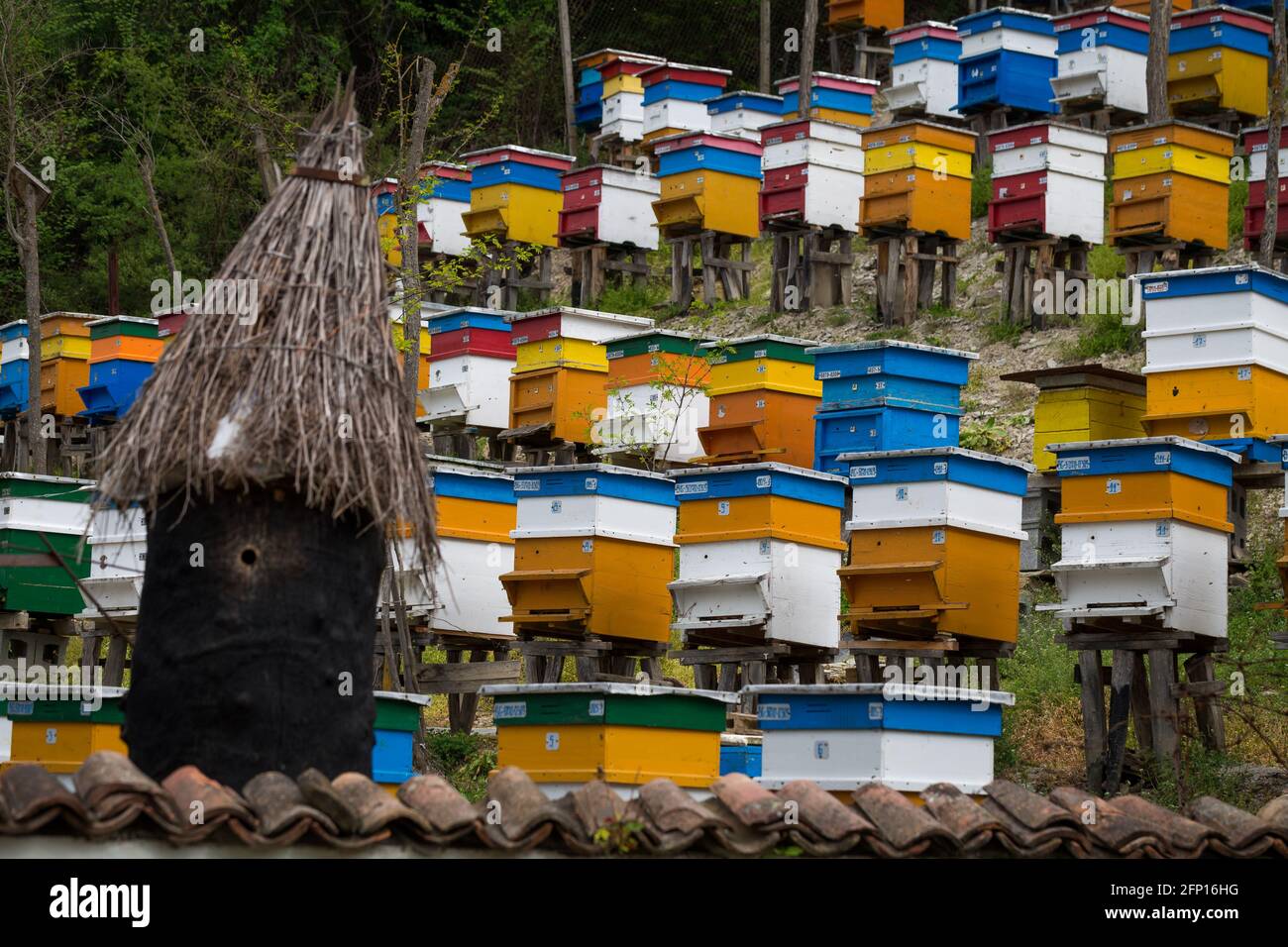 Large apiary in an ecologically clean environment in nature with a ...