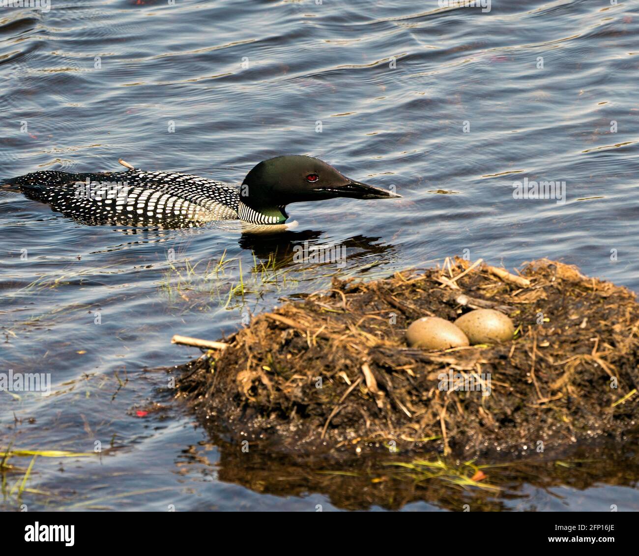 Loon swimming by her nest with two brown eggs in the nest with marsh ...