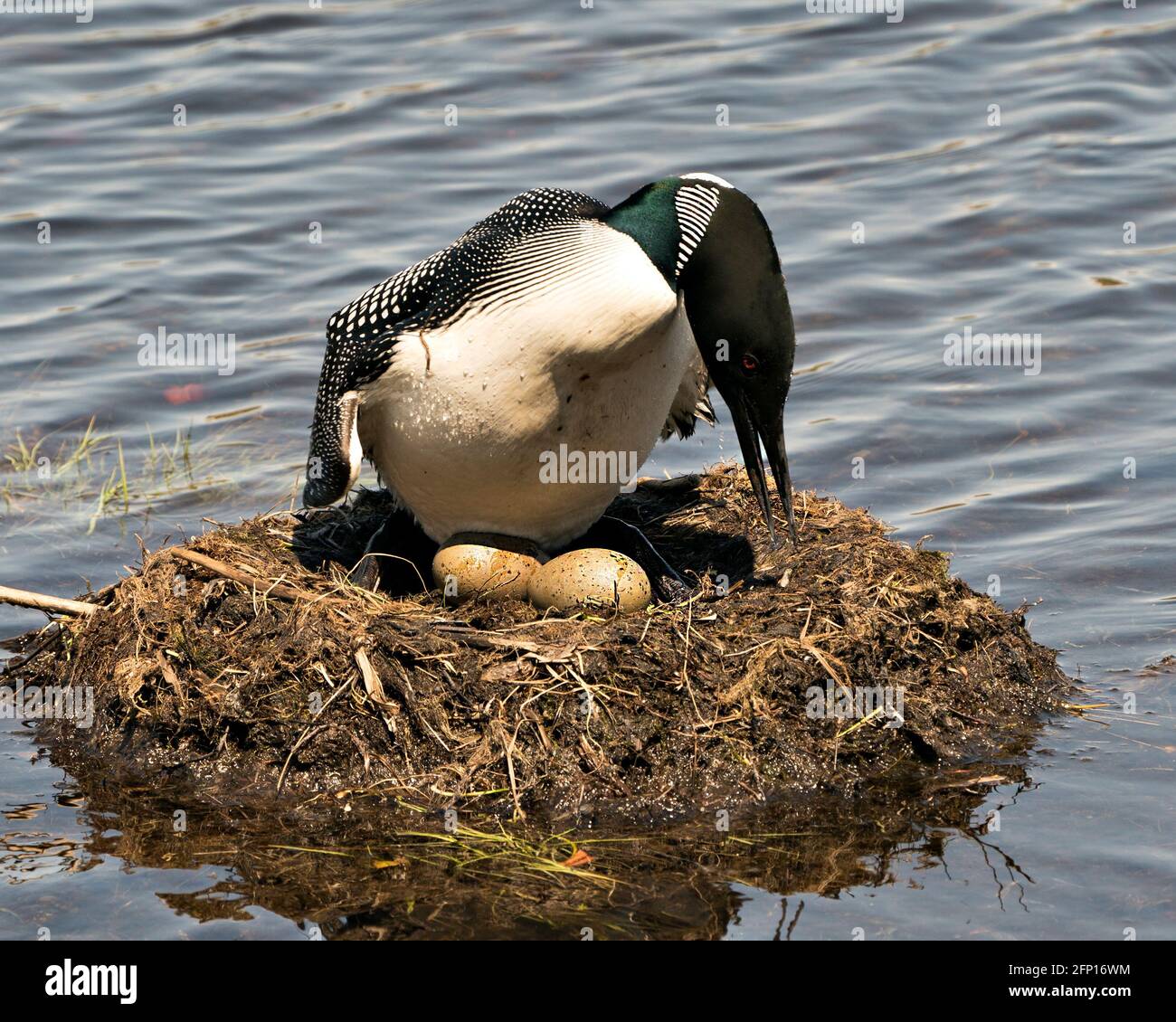 Loon nesting and looking at eggs on its nest with marsh grasses, mud and water by the lake shore ...