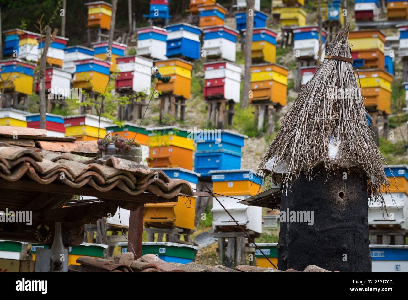 Large apiary in an ecologically clean environment in nature with a ...