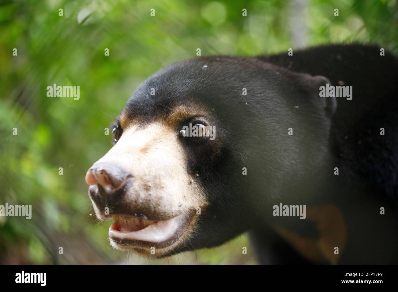 Sun bear helarctos malayanus seen hi-res stock photography and images ...