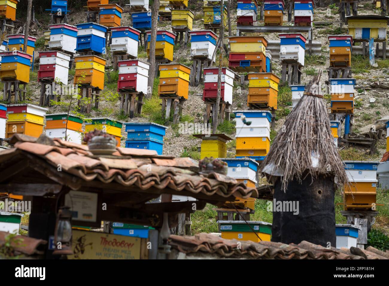 Large apiary in an ecologically clean environment in nature with a ...