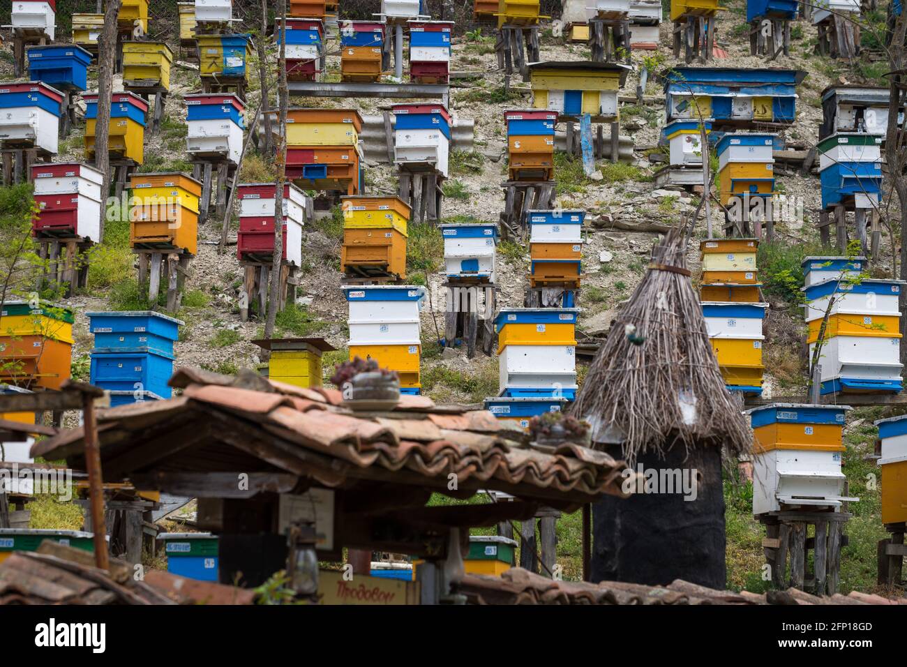 Large apiary in an ecologically clean environment in nature with a ...