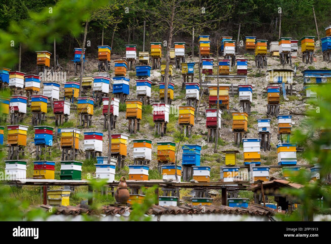 Large apiary in an ecologically clean environment in nature with a ...