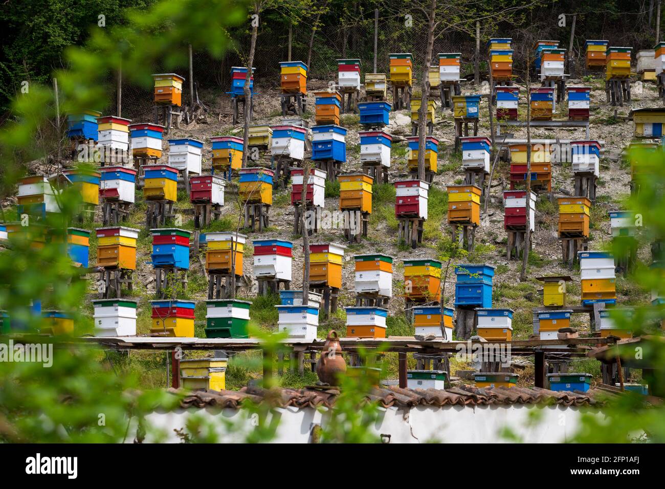 Large apiary in an ecologically clean environment in nature with a ...