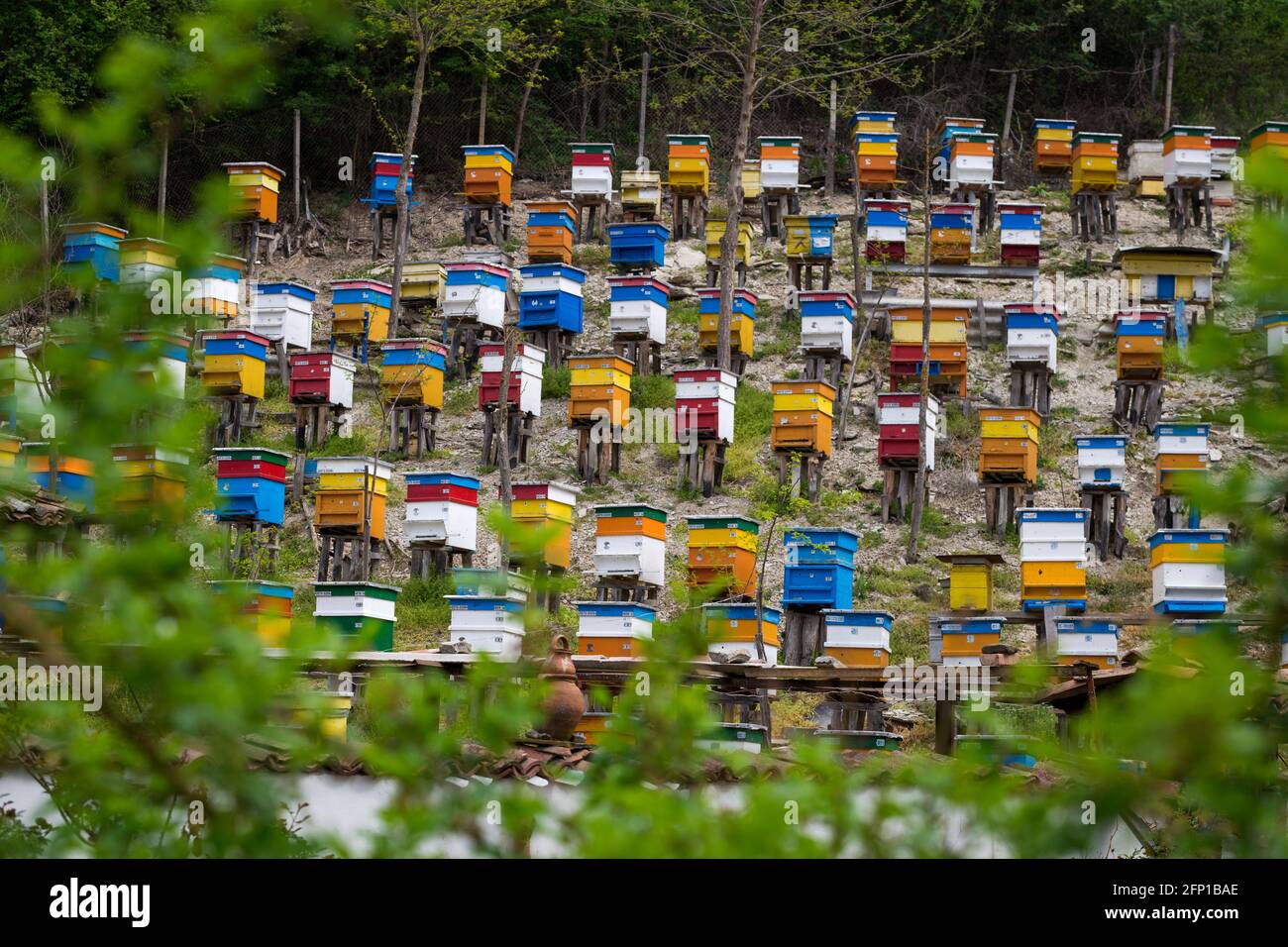 Large apiary in an ecologically clean environment in nature with a ...