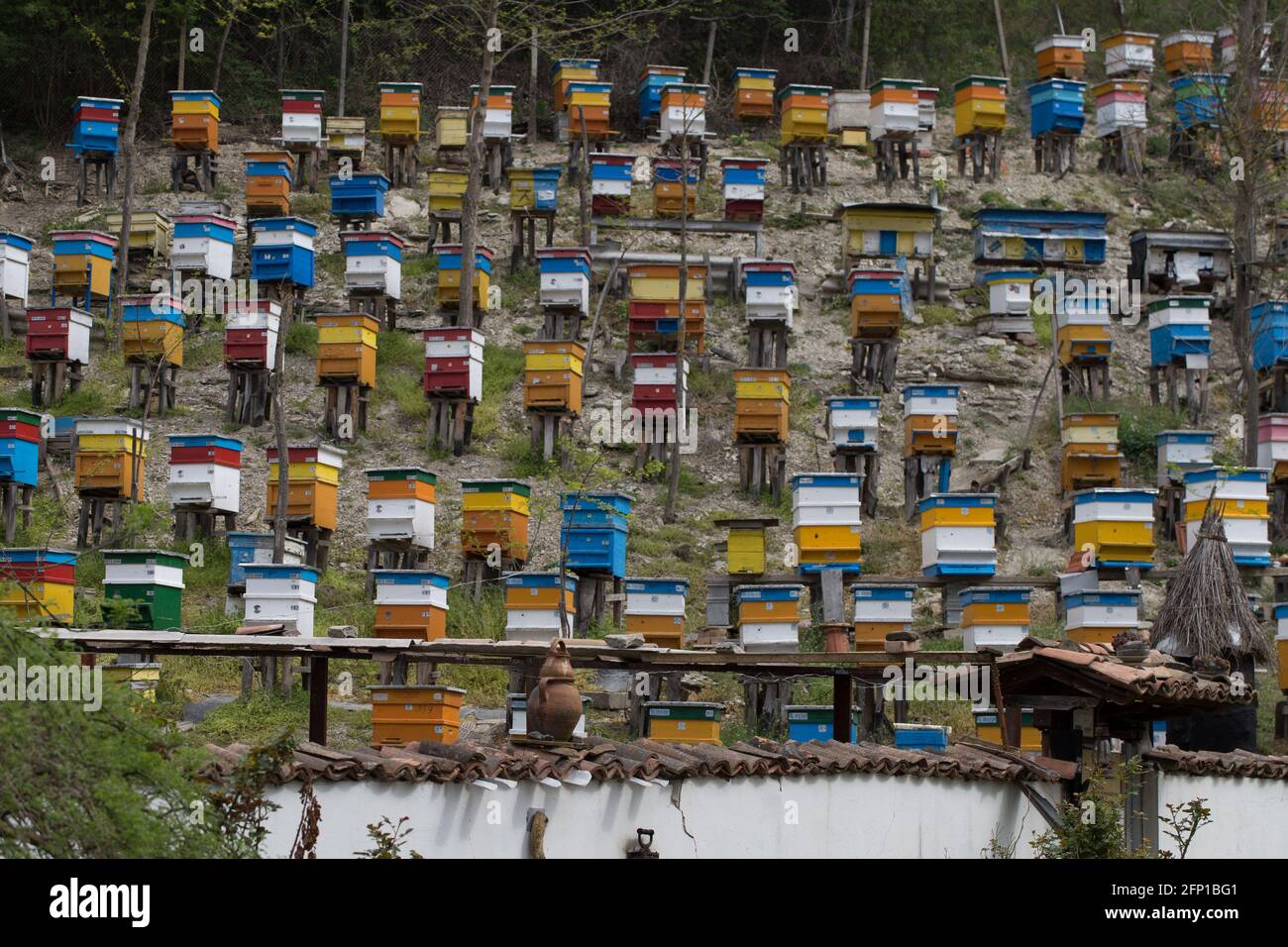 Large apiary in an ecologically clean environment in nature with a ...