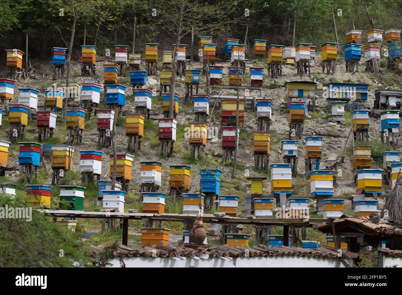 Large apiary in an ecologically clean environment in nature with a ...