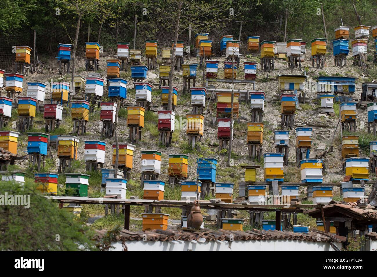 Large apiary in an ecologically clean environment in nature with a ...