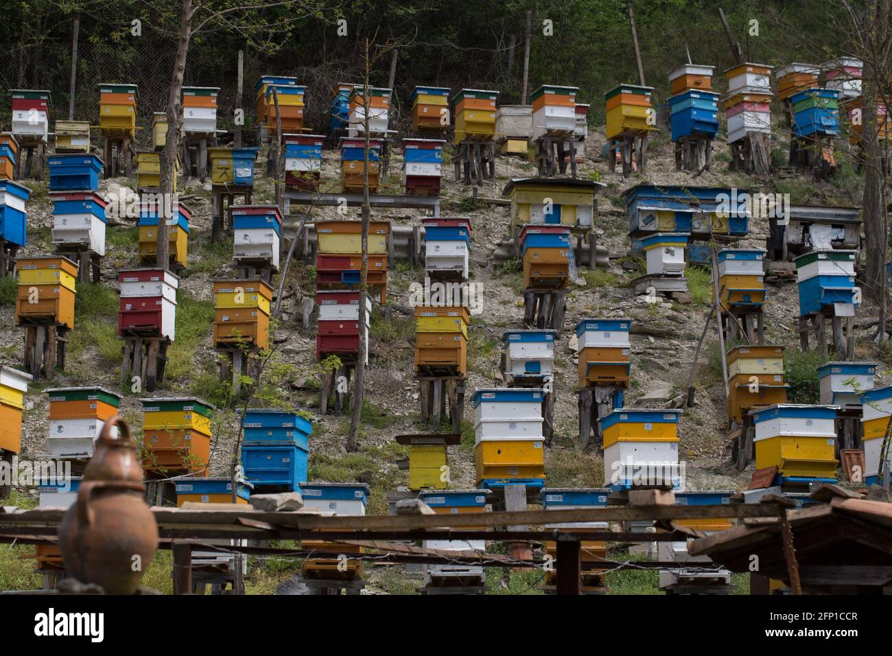 Large apiary in an ecologically clean environment in nature with a ...