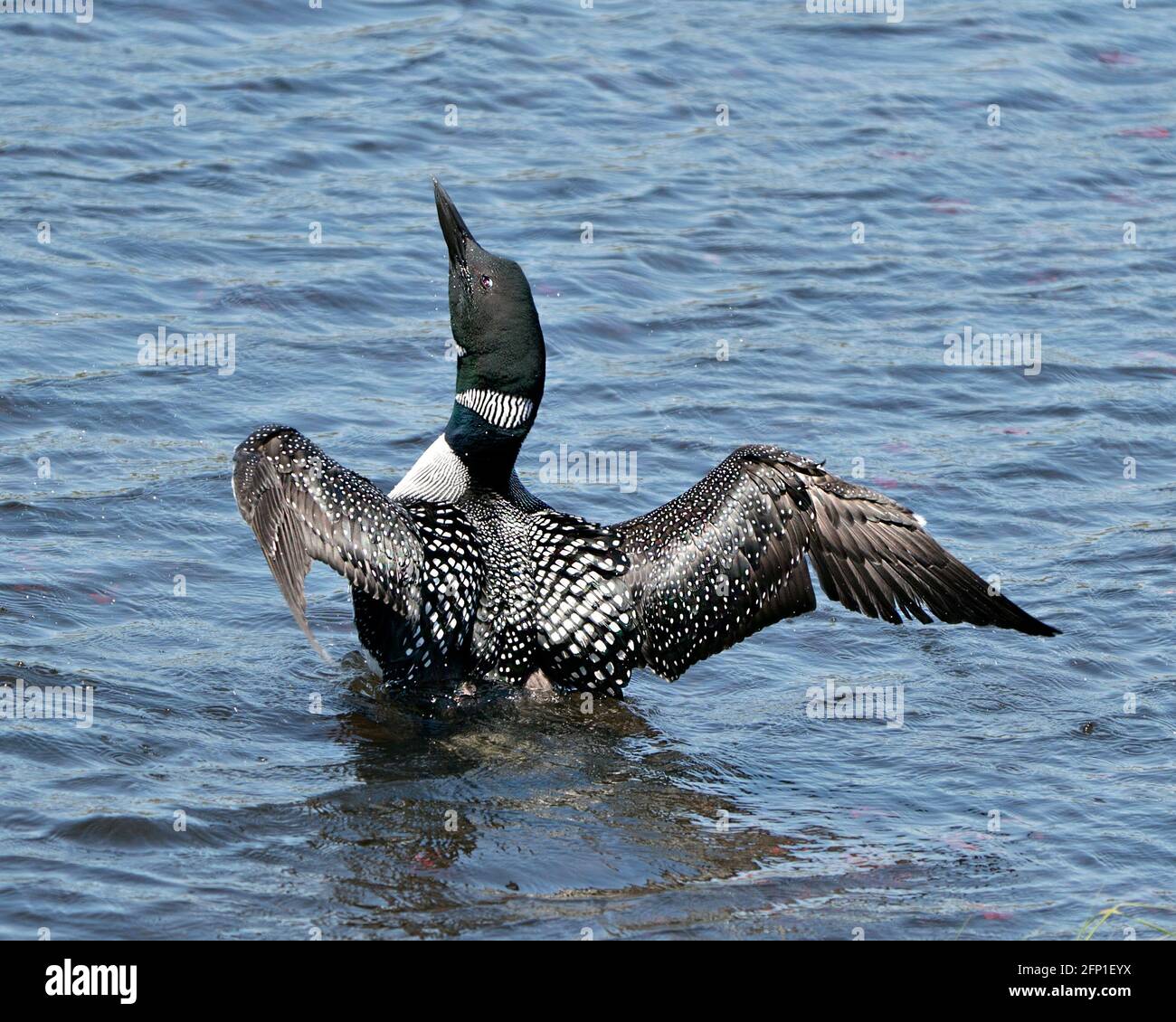 Loon close-up profile view with spread wings in its wetland environment ...