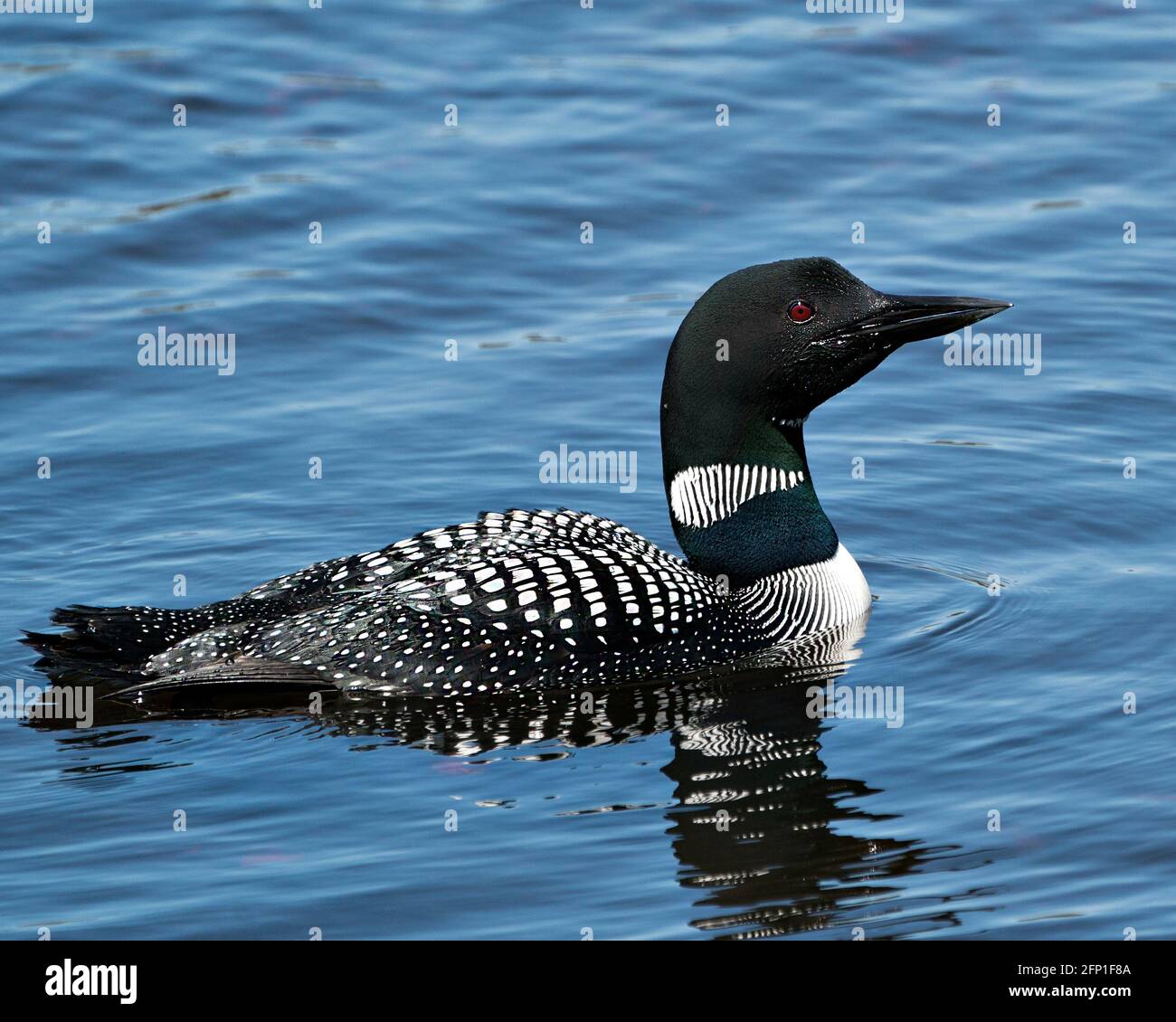 Loon close-up profile side view swimming in the lake in its environment ...
