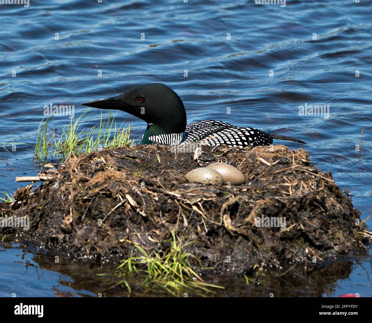 Loon swimming and protecting nest with two brown eggs in its wetland ...