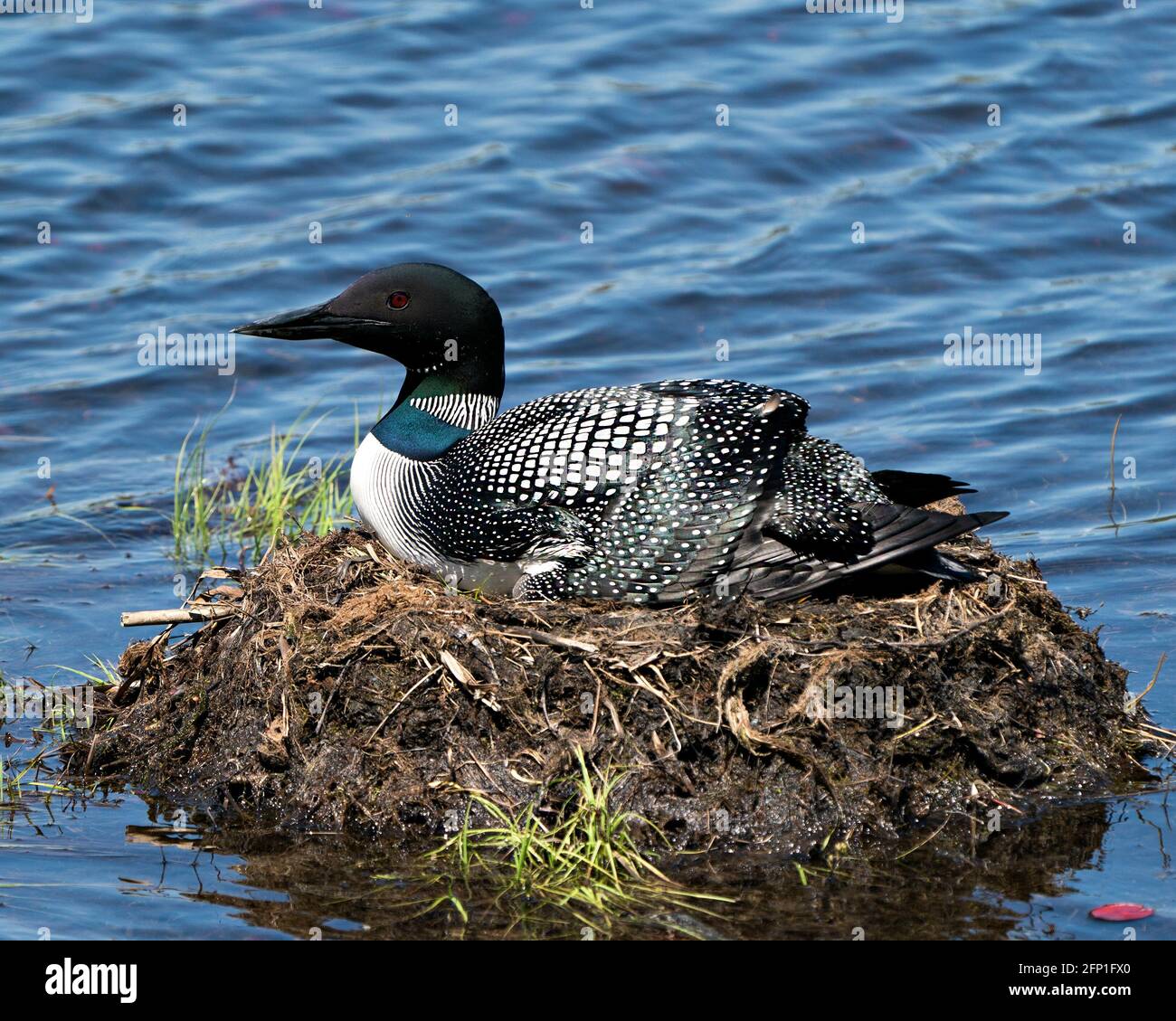 Loon nesting on its nest with marsh grasses, mud and water by the lake shore in its environment ...