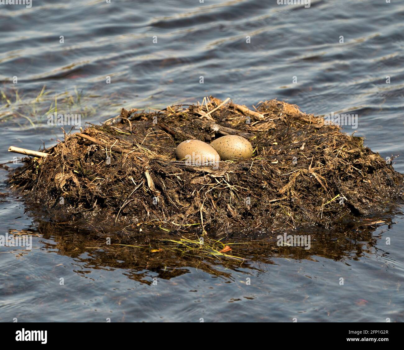 Loon eggs and nest building with marsh grasses and mud on the side of ...
