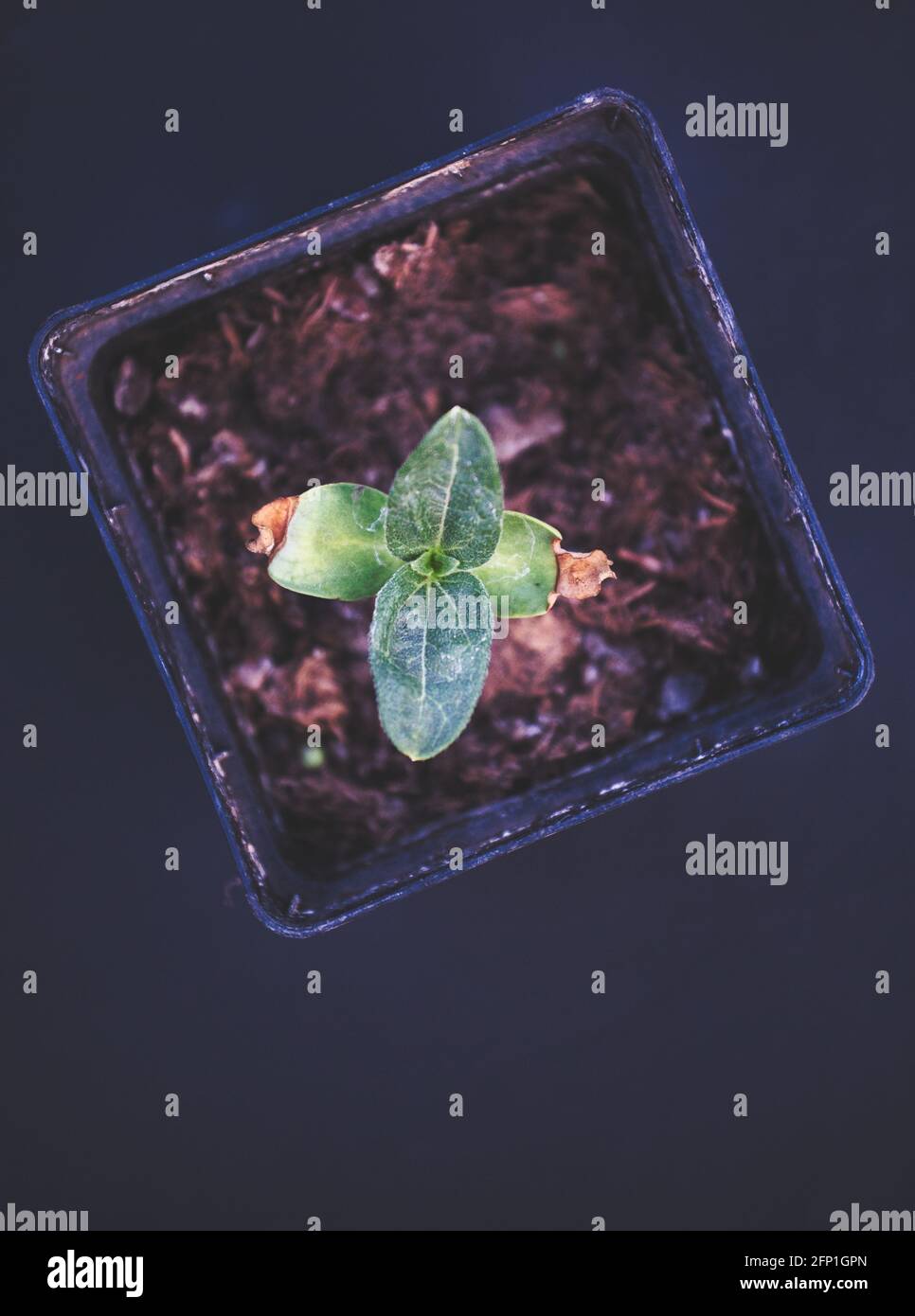 Directly above of sunflower seedling plant (Helianthus Annuus) isolated ...
