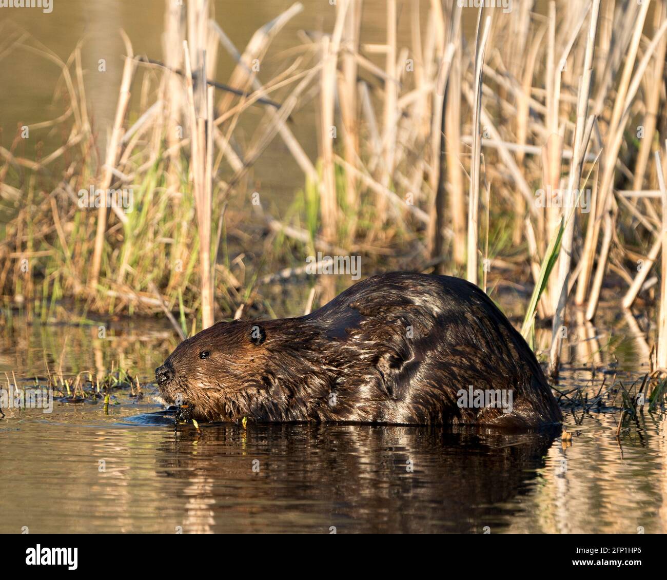Beaver close-up profile view eating tree bark of twig in the pond with ...