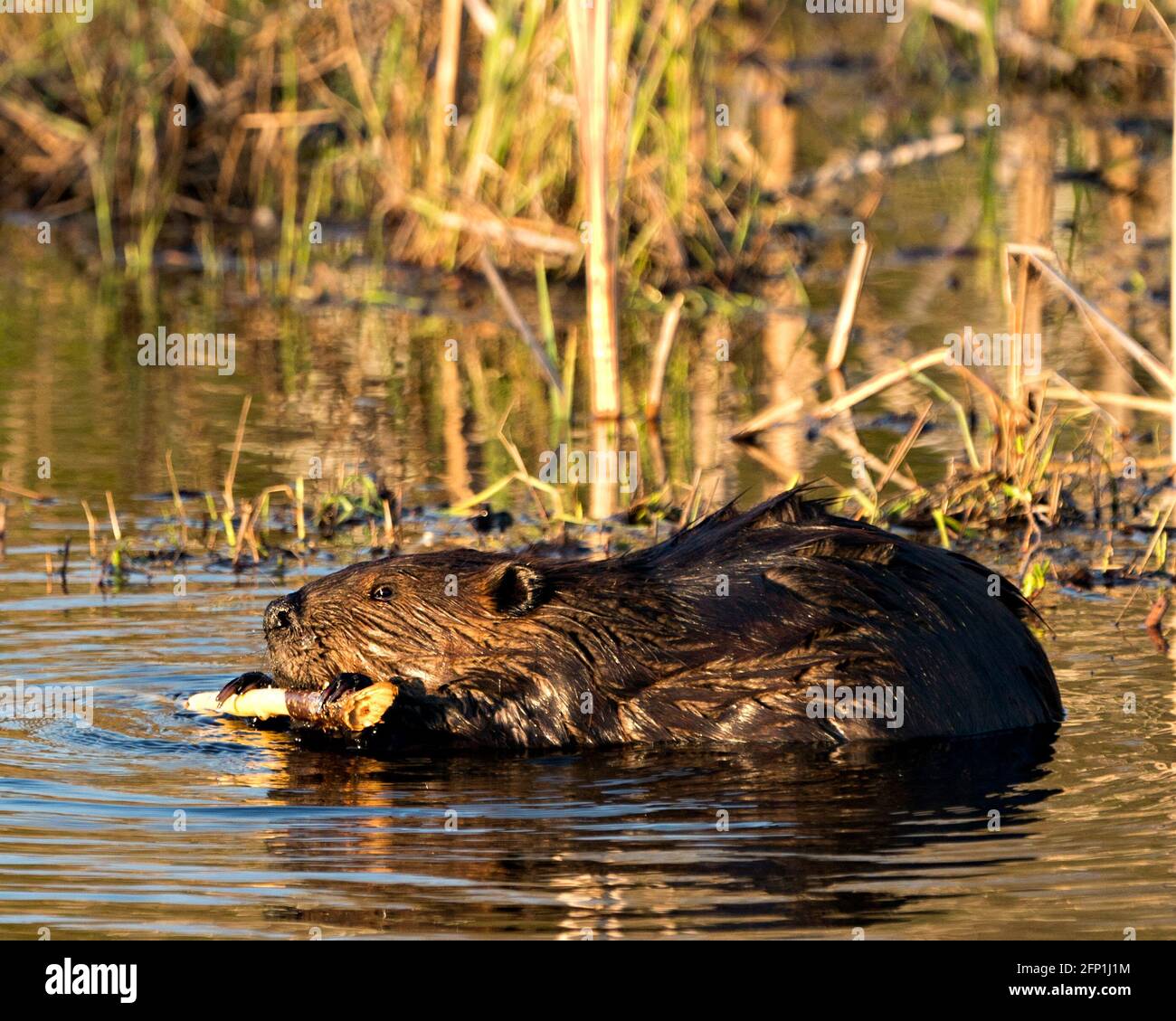 Beaver close-up profile view eating tree bark of twig in the pond with ...