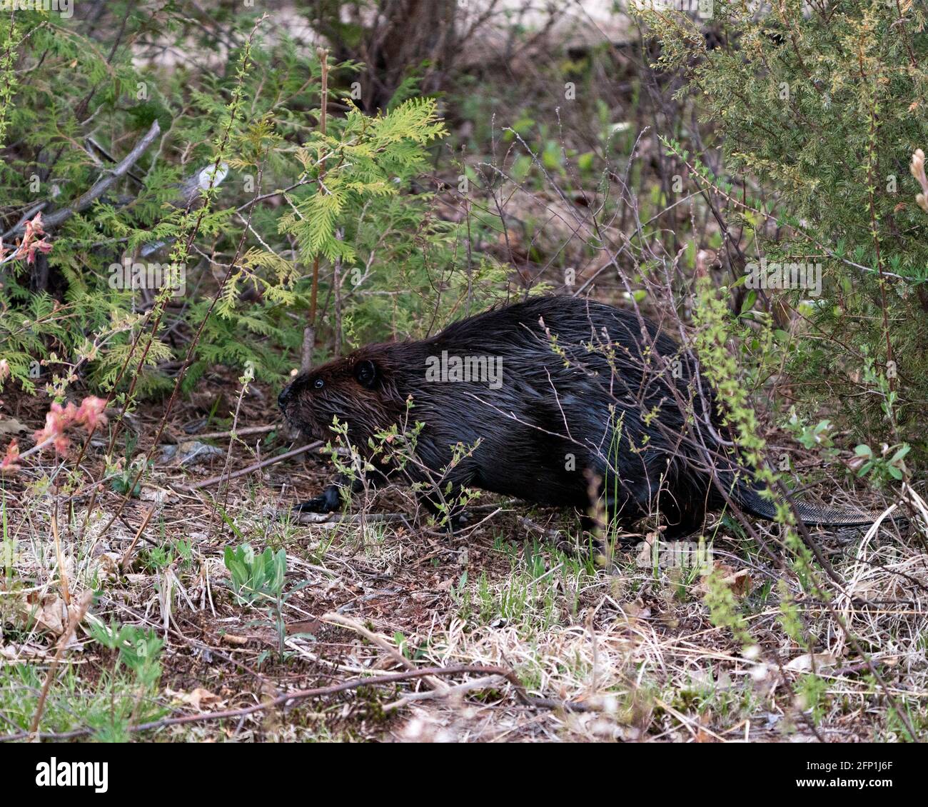 Beaver close-up profile view in the field foraging, and displaying ...