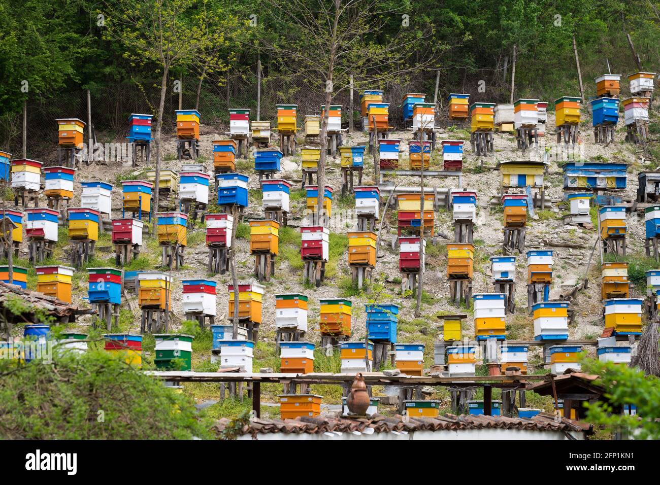 Large apiary in an ecologically clean environment in nature with a ...
