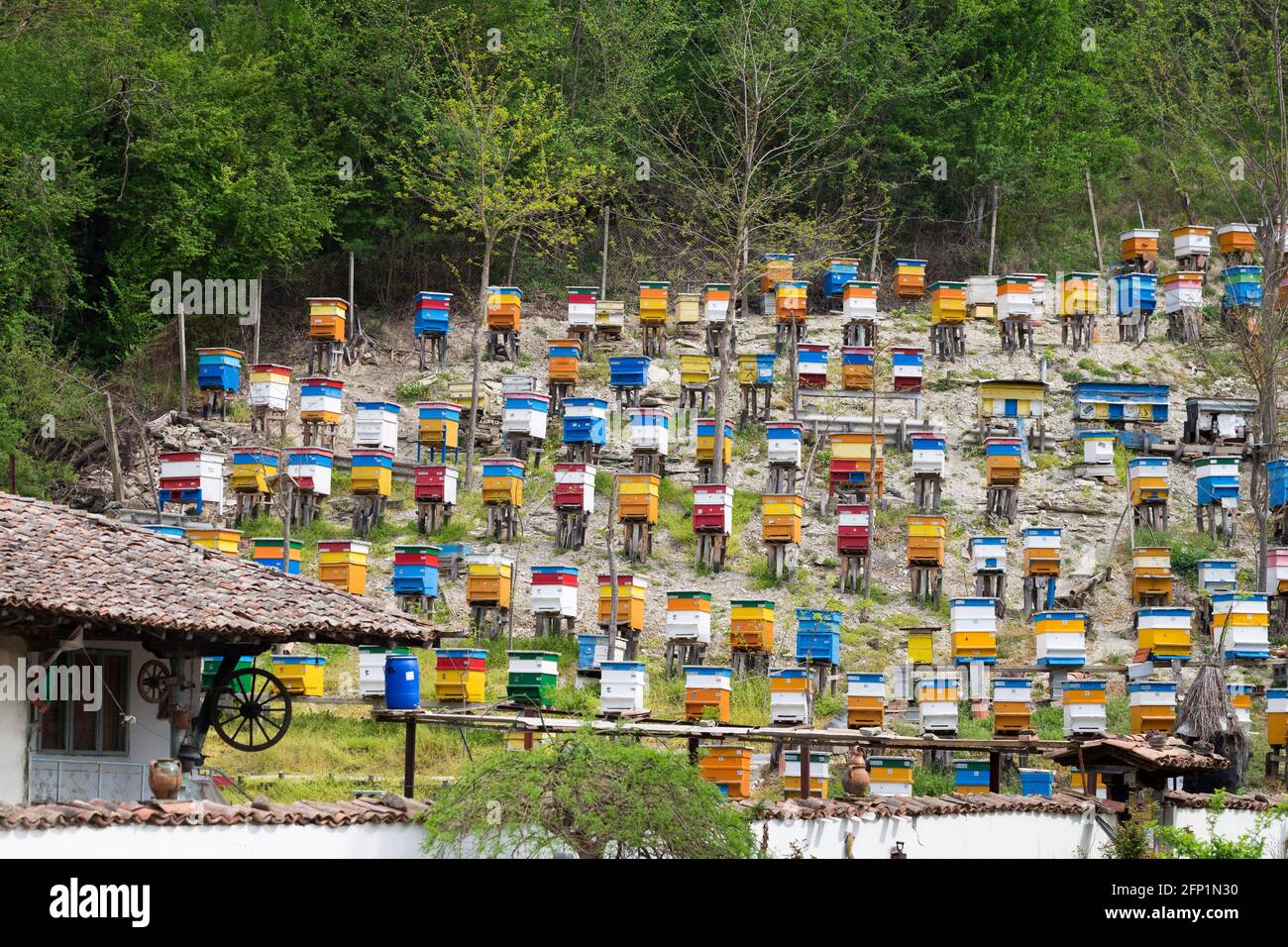 Large apiary in an ecologically clean environment in nature with a ...