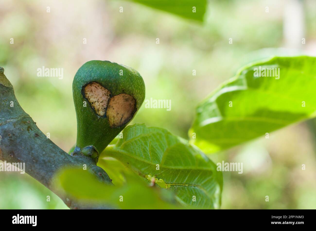 Fig fruit damaged by black fig weevil Stock Photo - Alamy