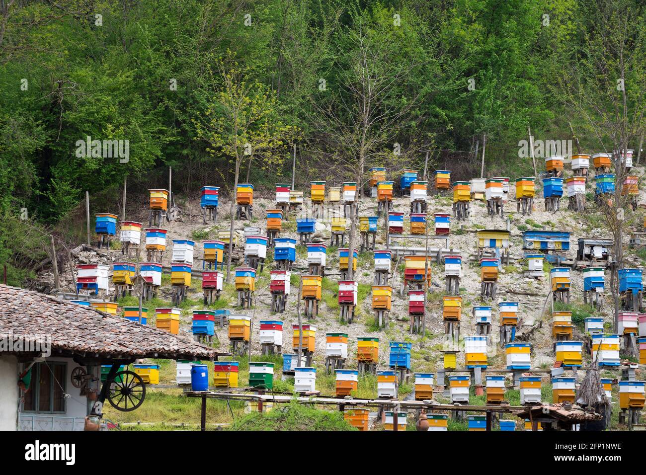 Large apiary in an ecologically clean environment in nature with a ...