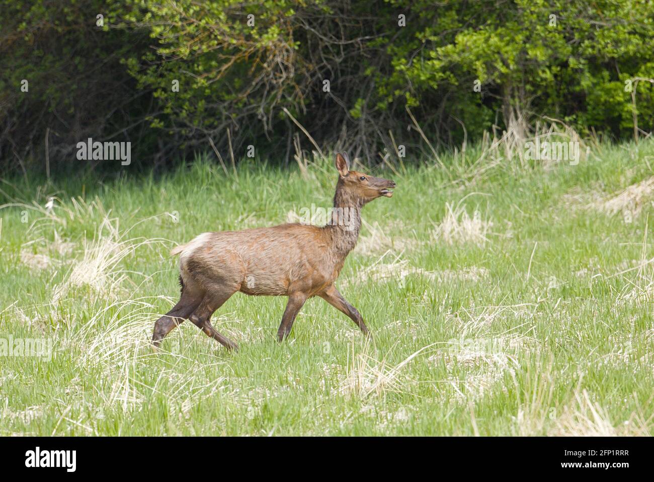 A young elk is running across a grassy field near Coeur d'Alene, Idaho ...