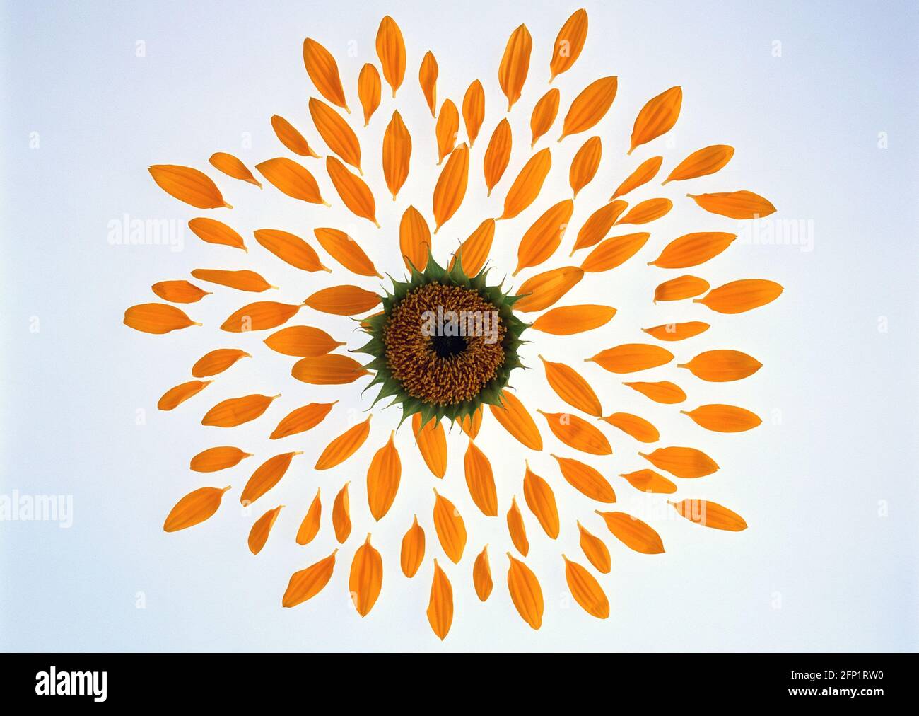 All kinds of flowers, roses are very beautiful and worth collecting ...