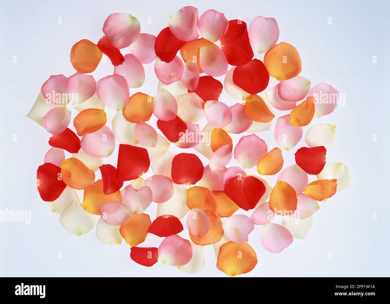 All kinds of flowers, roses are very beautiful and worth collecting ...