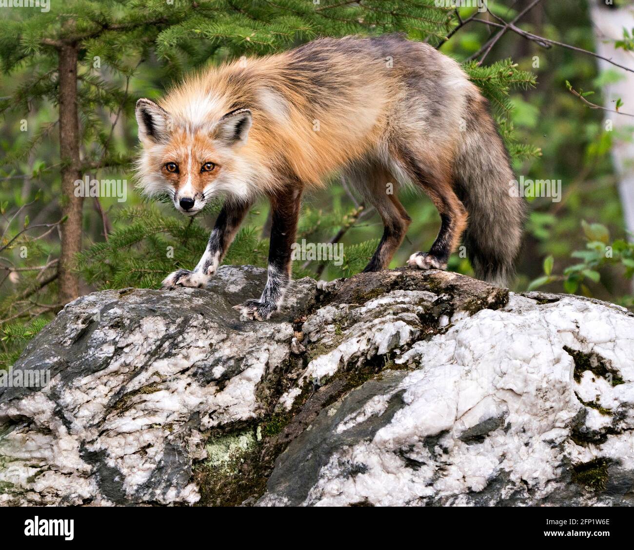 Red fox close-up standing on a big rock with coniferous forest ...