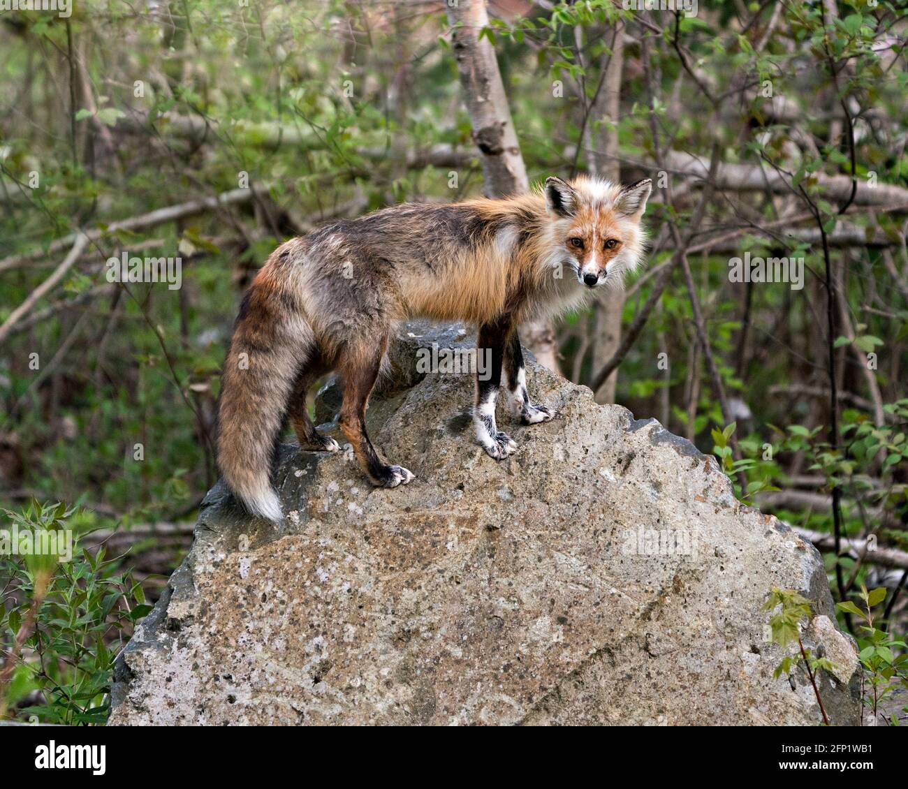 Calico Red Fox