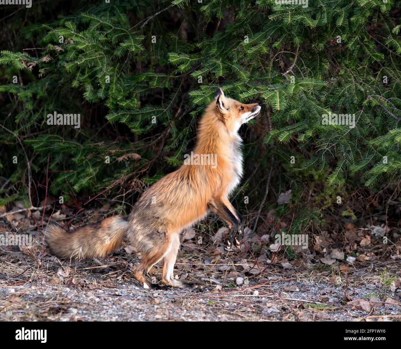 Red Fox standing on hinges legs and smelling spruce needle tree in the ...