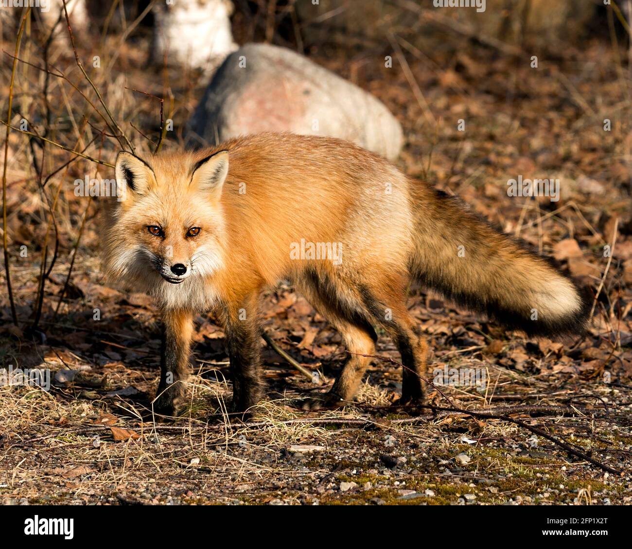 Red Fox close-up profile side view looking at camera in the spring ...