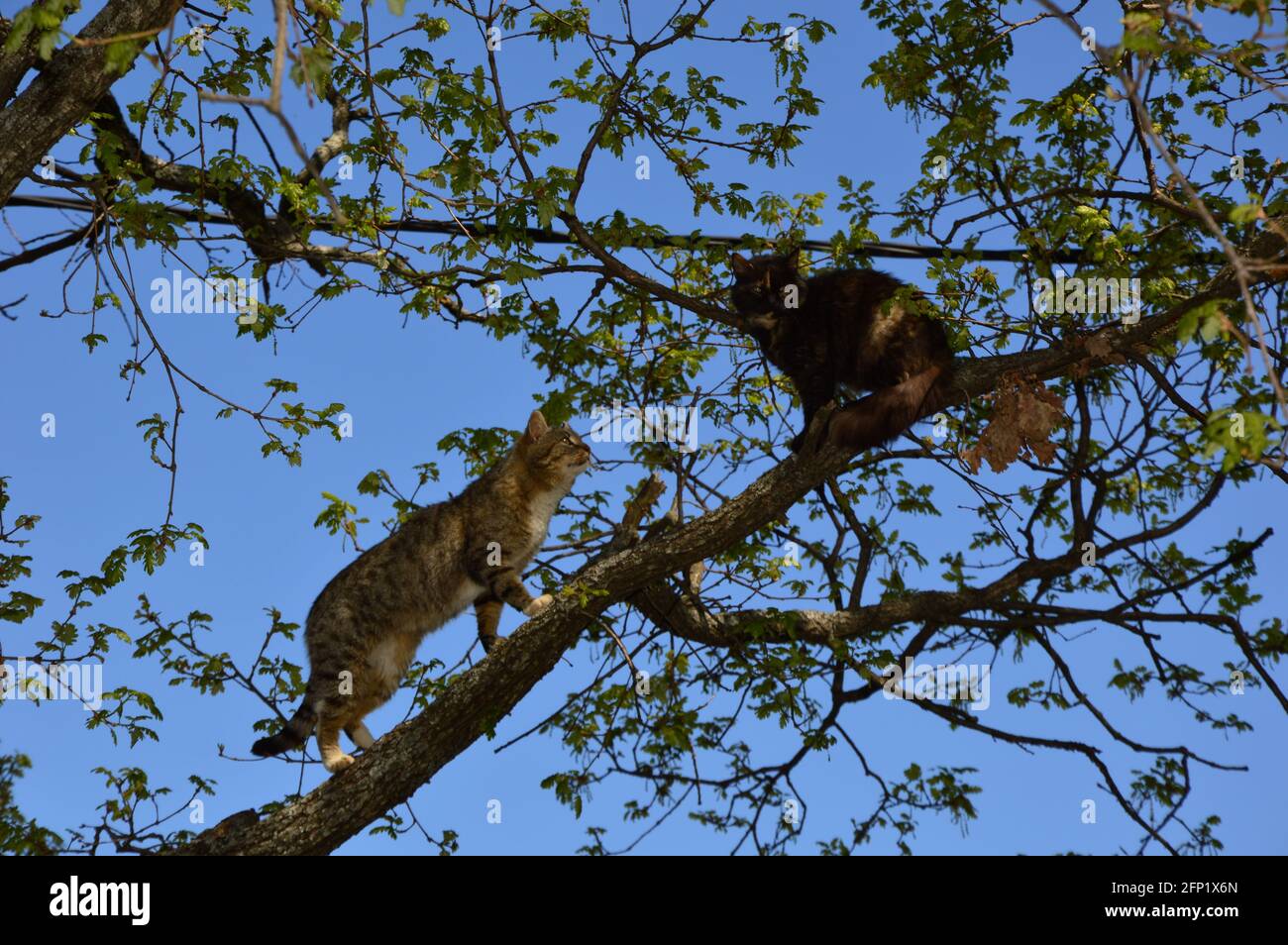 Two cats playing in the tree Stock Photo - Alamy