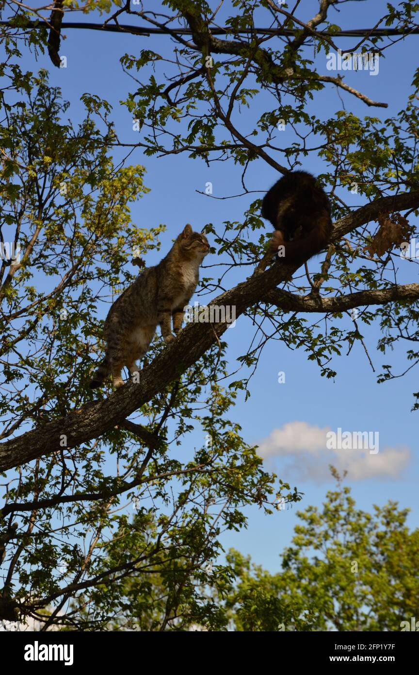 Two cats playing in the tree Stock Photo - Alamy
