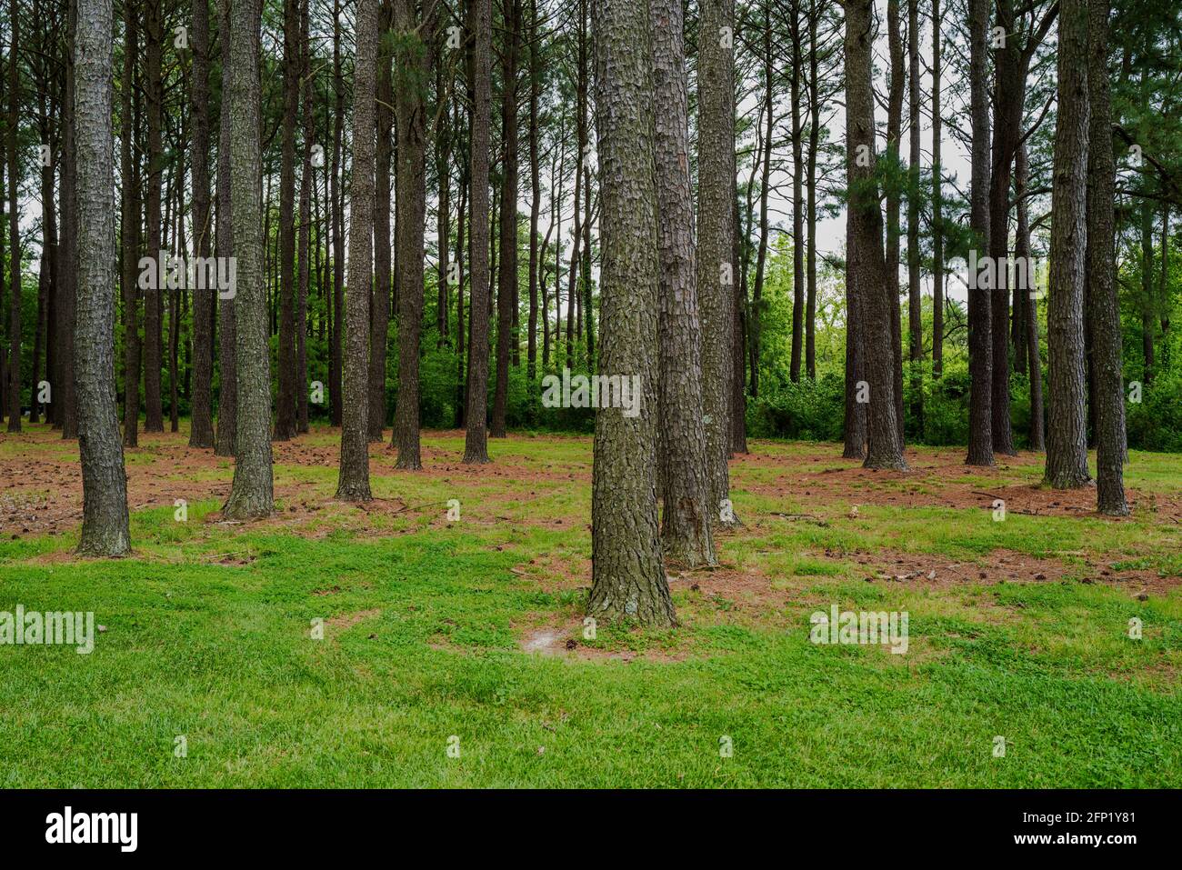 A horizontal landscape shot of tall trees taken in spring in St ...