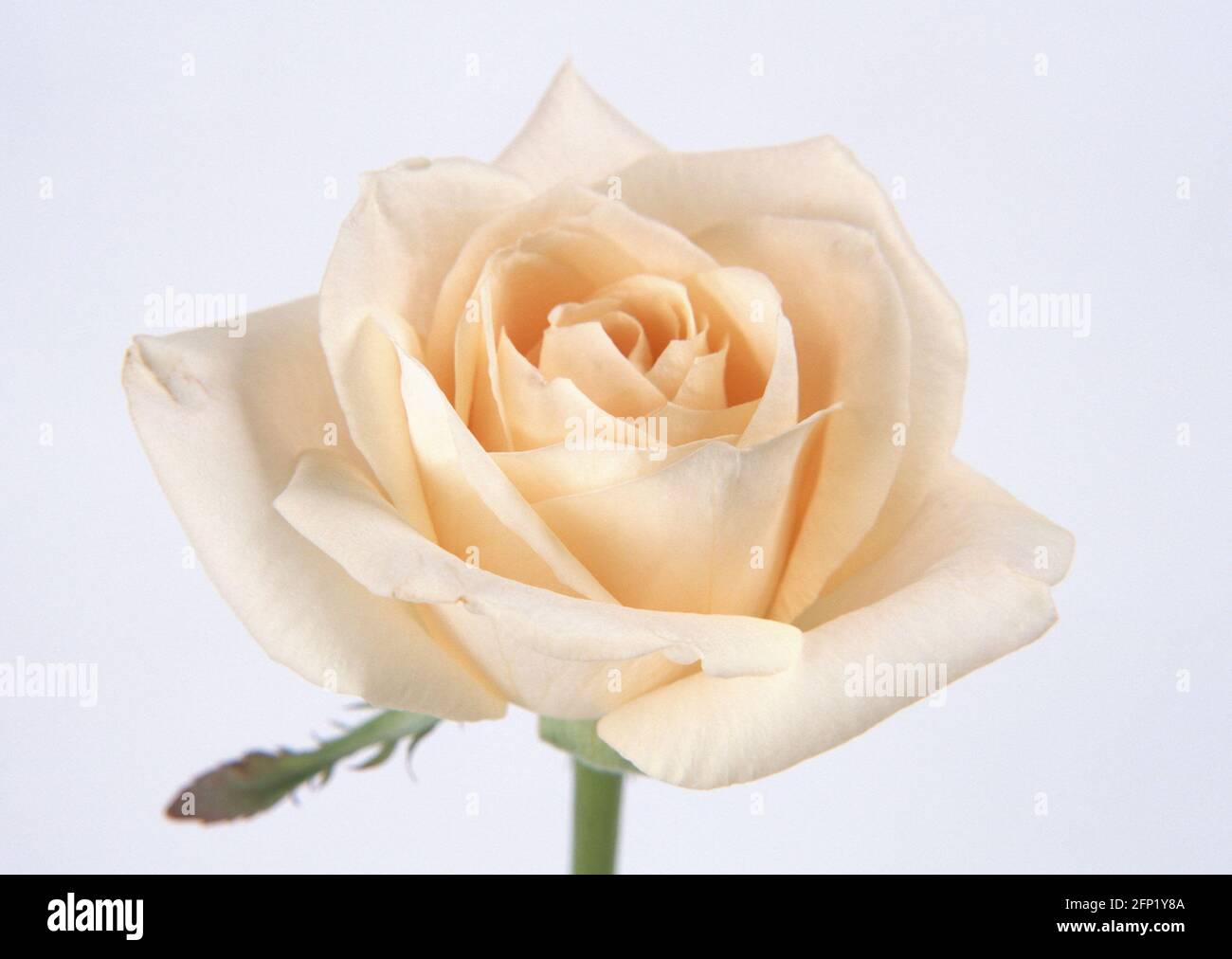 All kinds of flowers, roses are very beautiful and worth collecting ...