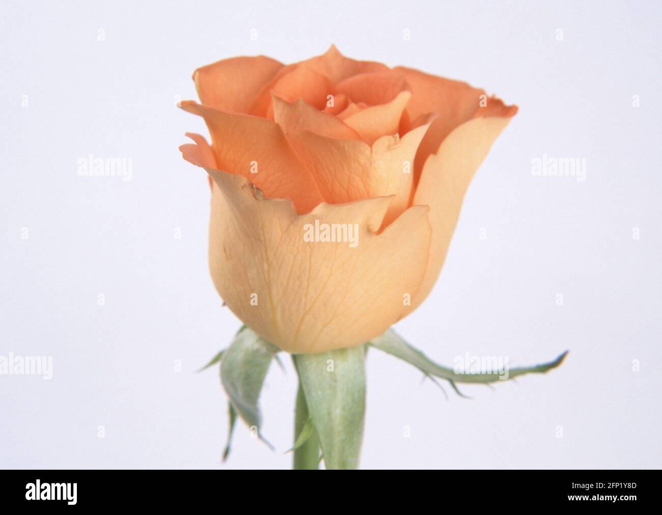 All kinds of flowers, roses are very beautiful and worth collecting ...