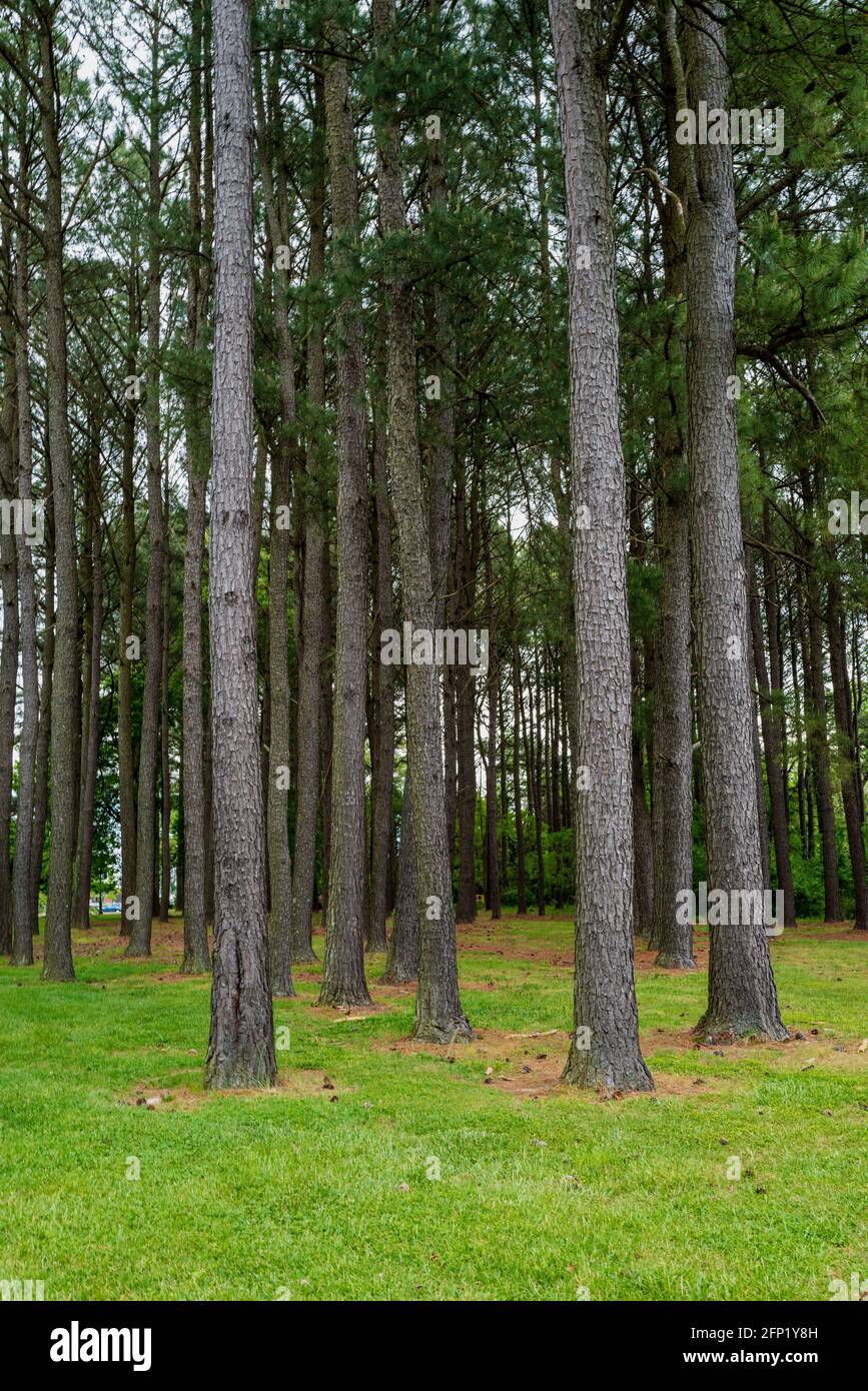 A vertical shot of tall trees taken in spring in St Michaels, MD Stock ...
