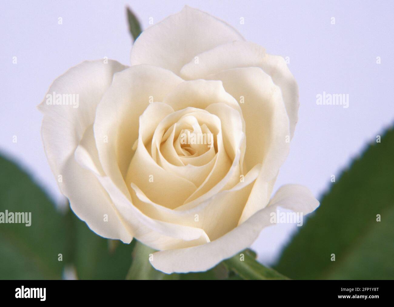 All kinds of flowers, roses are very beautiful and worth collecting ...