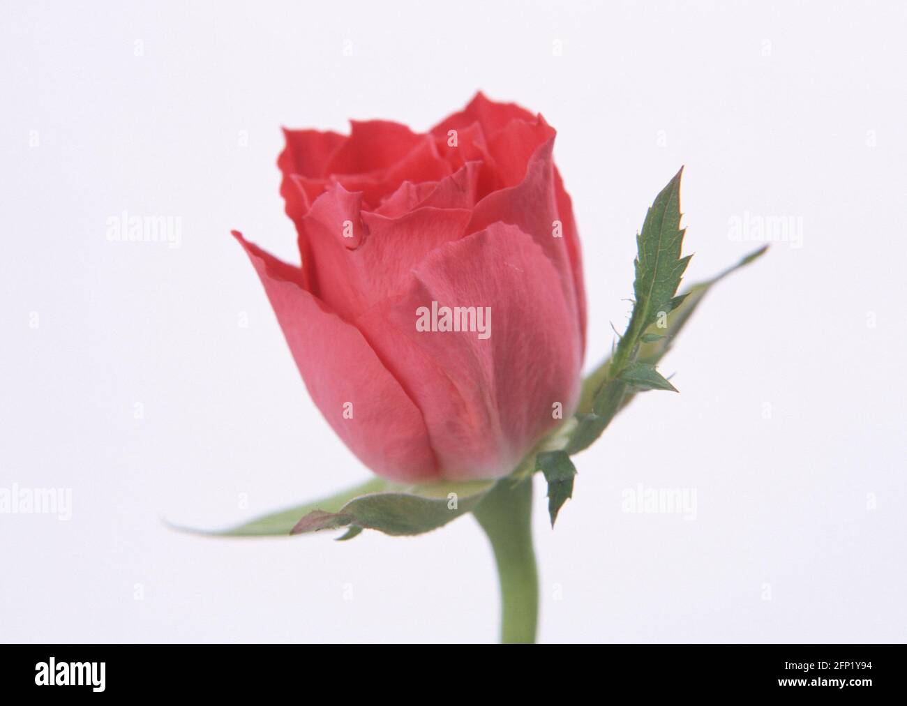 All kinds of flowers, roses are very beautiful and worth collecting ...