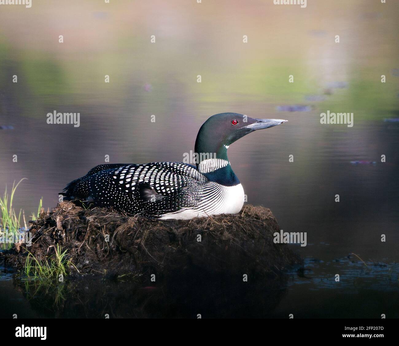 Loon nesting on its nest with marsh grasses, mud and water by the lake shore in its environment ...