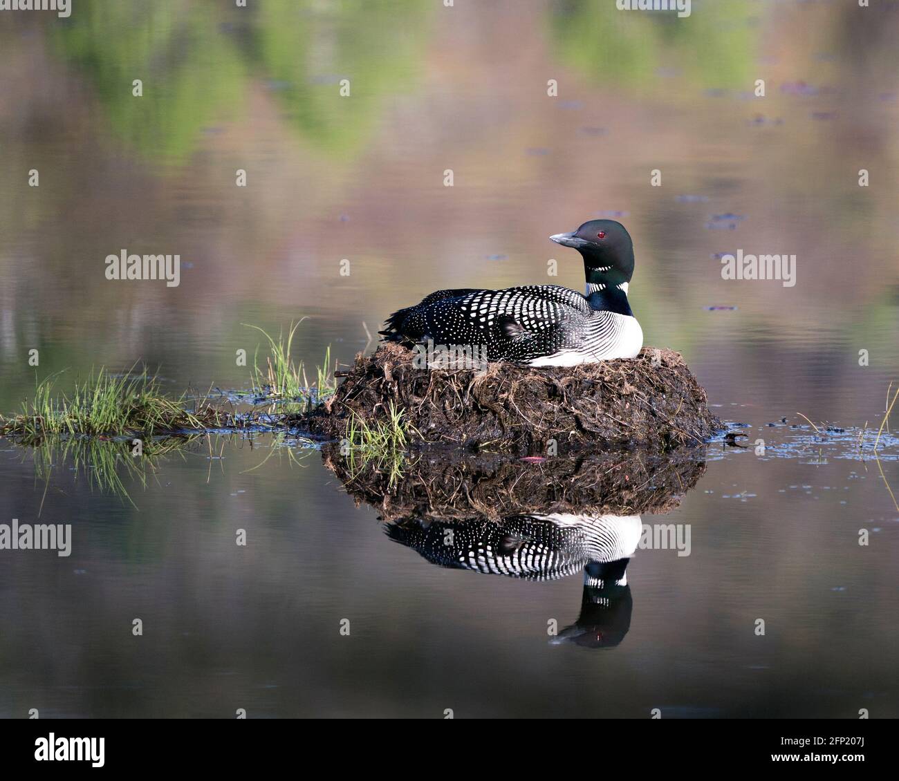 Loon nesting on its nest with marsh grasses, mud and water by the lake ...