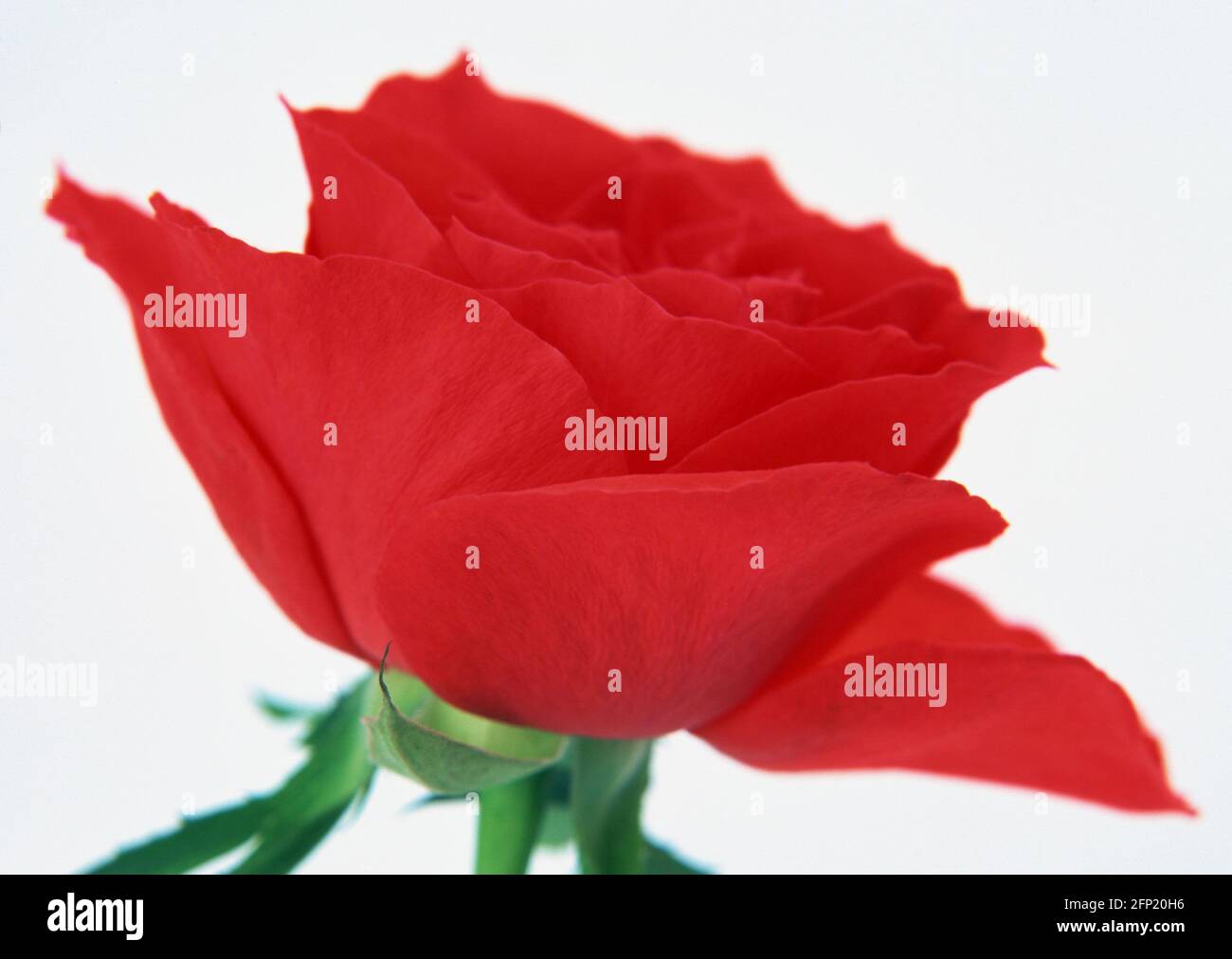 All kinds of flowers, roses are very beautiful and worth collecting ...