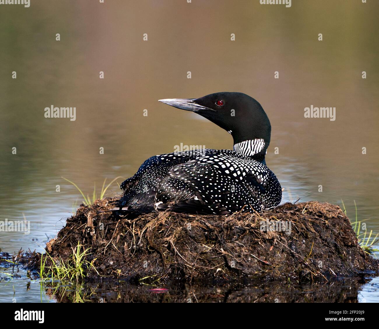 Loon nesting on its nest with marsh grasses, mud and water by the lake shore in its environment ...