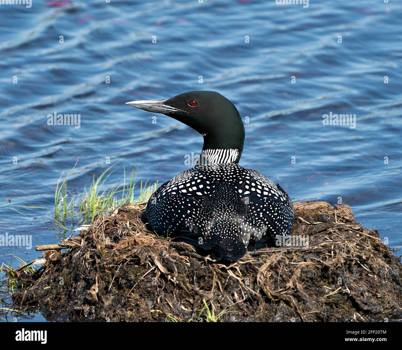 Loon nesting on its nest with marsh grasses, mud and water by the lake shore in its environment ...