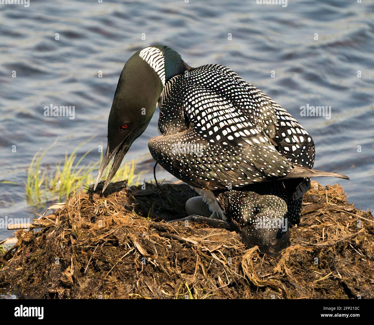 Loon nesting on its nest with eggs in its wetland environment and habitat displaying red eye ...